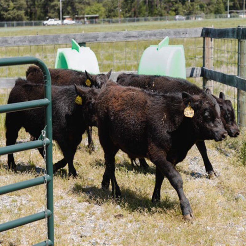 Beef Cattle – Virginia Small Farms Resource Center